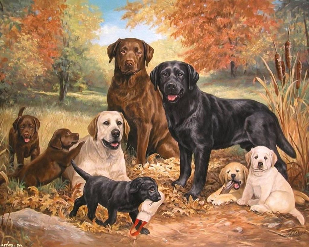 WHAT YOU NEED TO KNOW ABOUT Labrador Retrievers - Eagertrieve Za ...