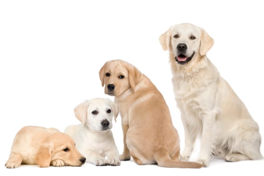 Labrador Retriever Stages of Development - Eagertrieve Za Labrador ...