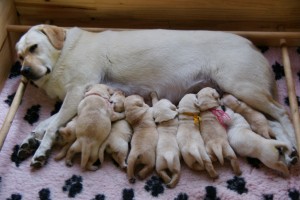 Labrador Retriever Stages of Development - Eagertrieve Za Labrador ...
