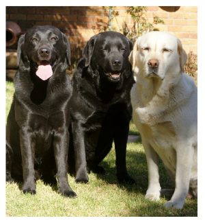 Labrador Retriever Stages of Development - Eagertrieve Za Labrador ...