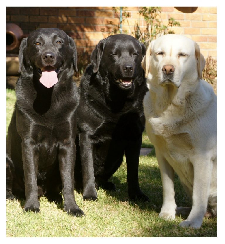 Labrador Retriever Stages of Development - Eagertrieve Za Labrador ...