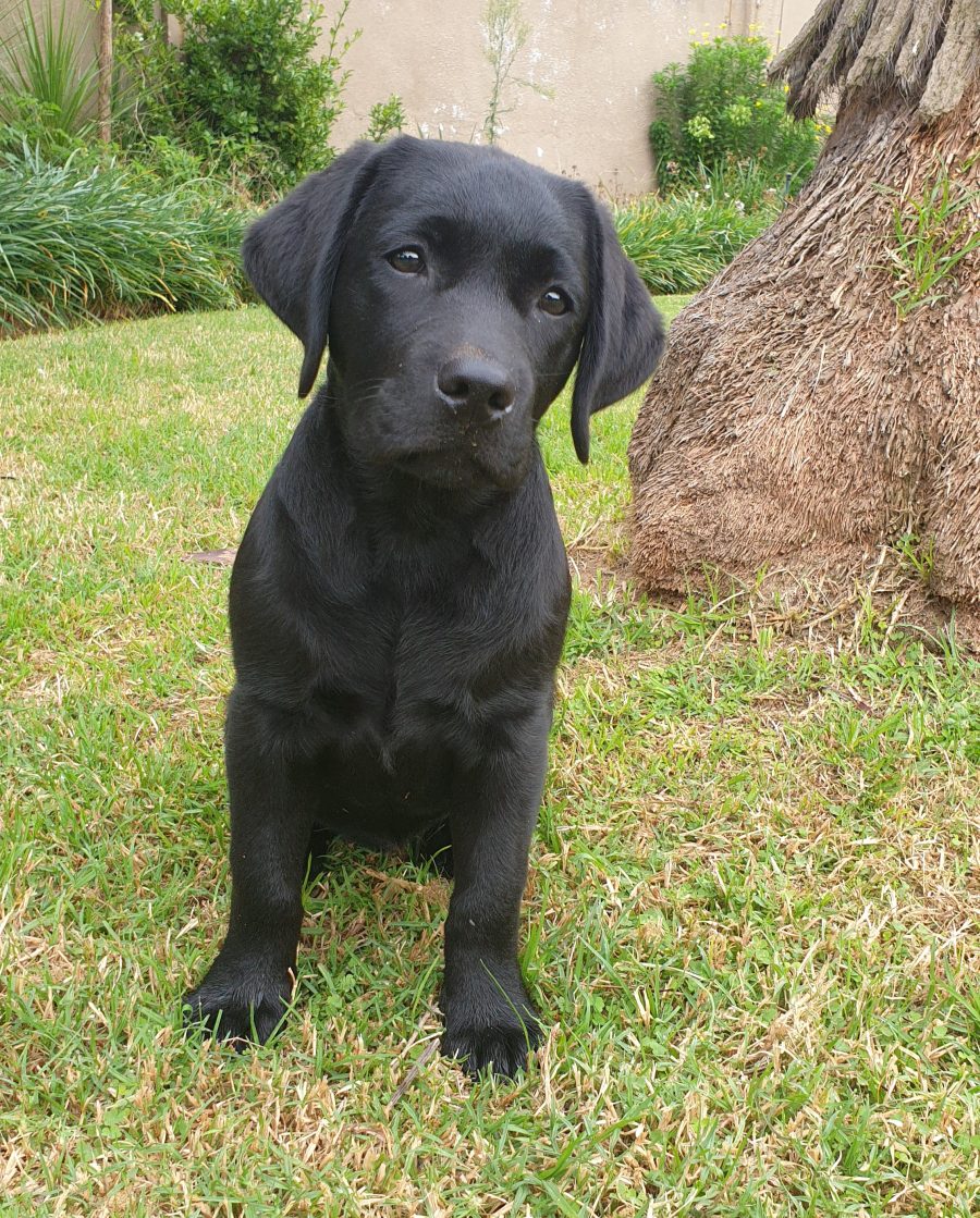 HEIDI - Eagertrieve Za Labrador Retrievers